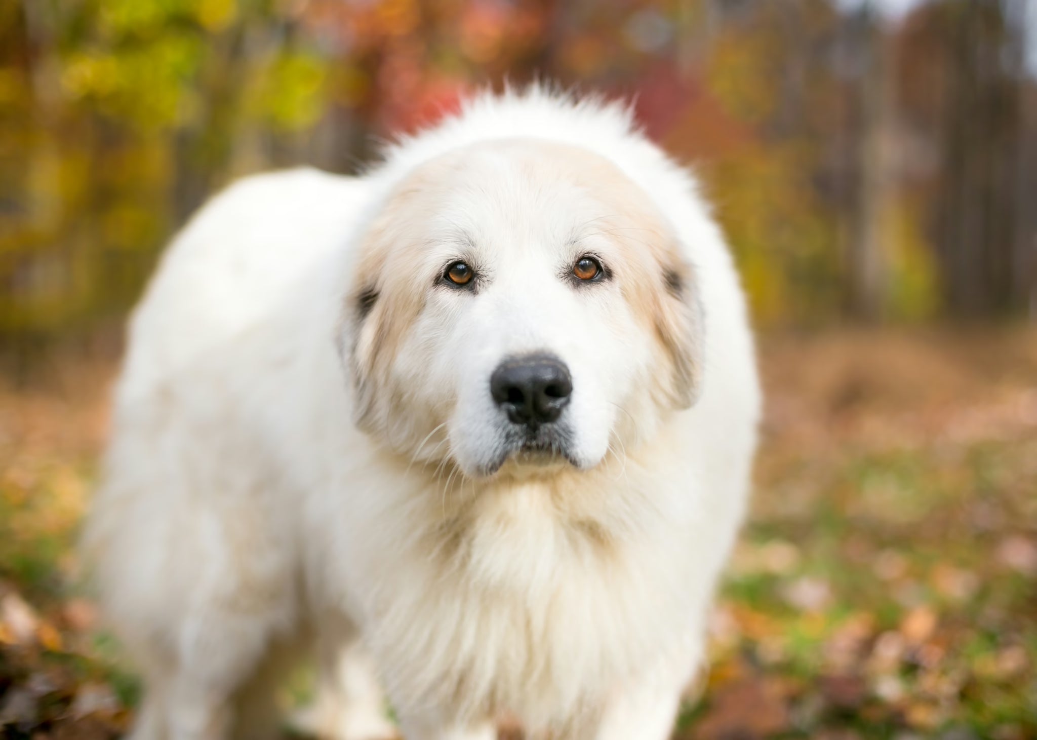 Great Pyrenees – Happy Paws