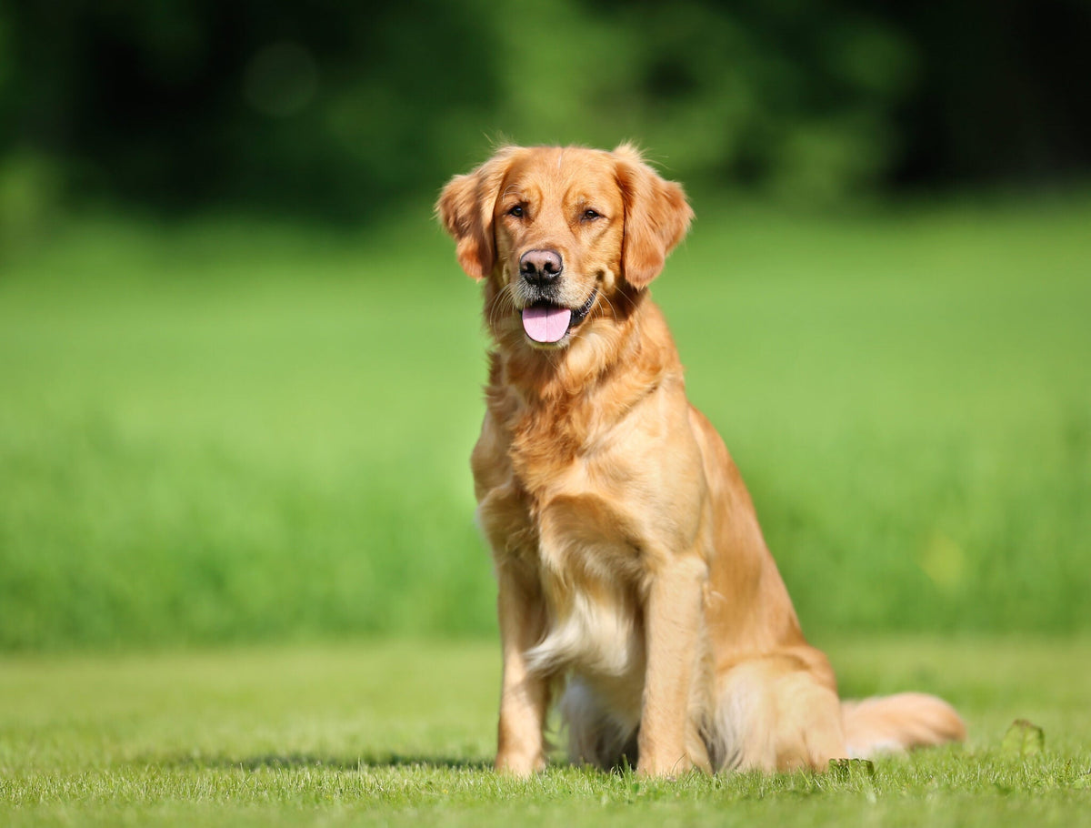 Golden Retriever – Happy Paws