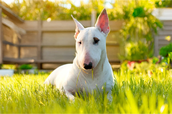 Bull Terrier – Happy Paws
