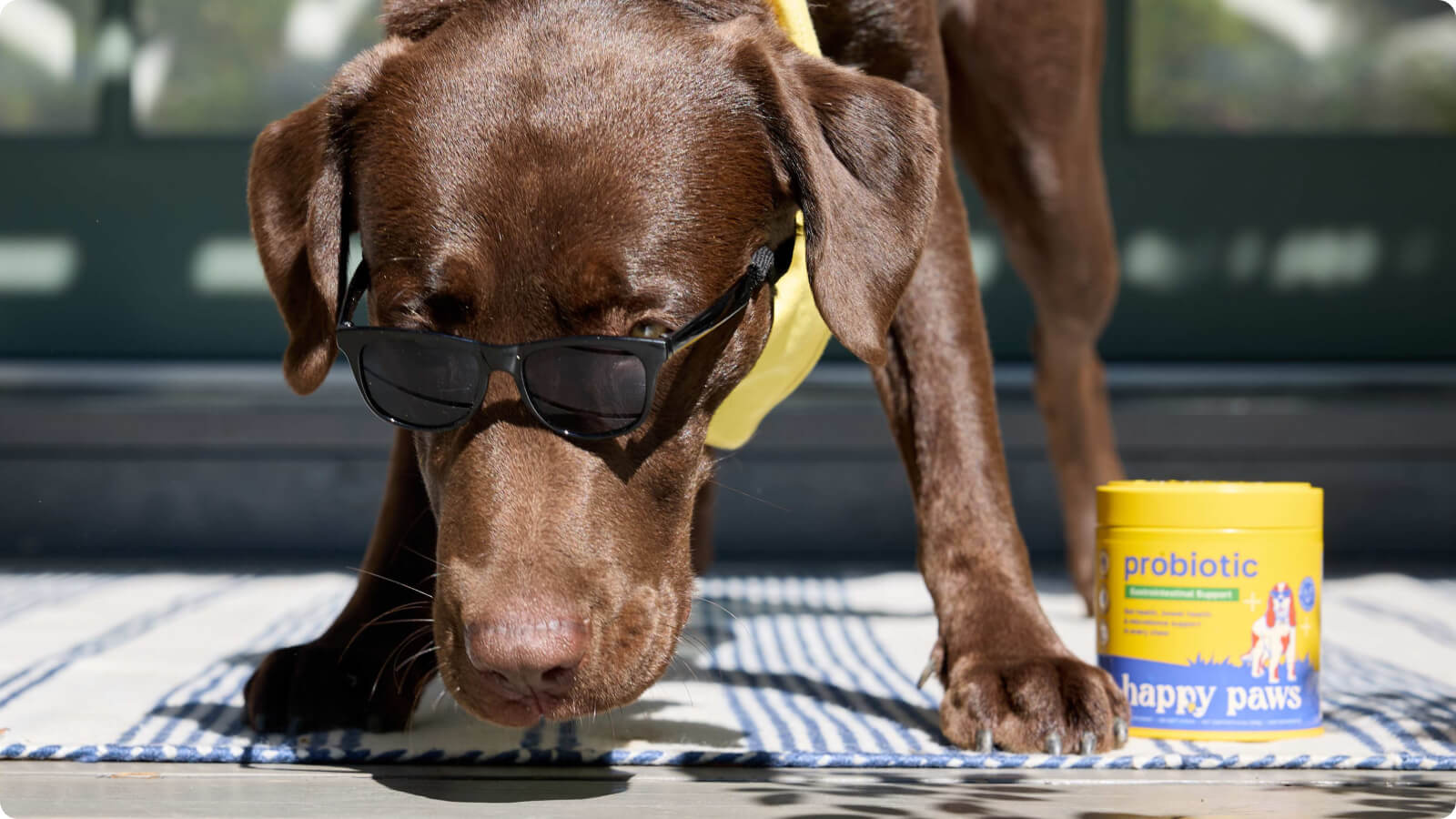 Your Guide to Probiotics for Dogs! – Happy Paws